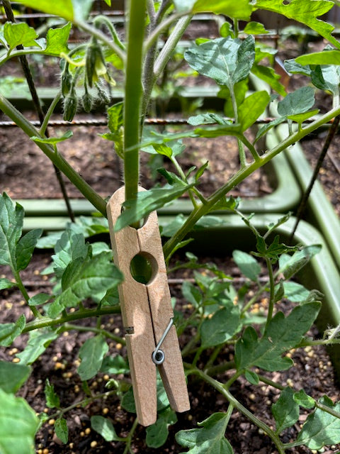 plant peg - Hivebraddon